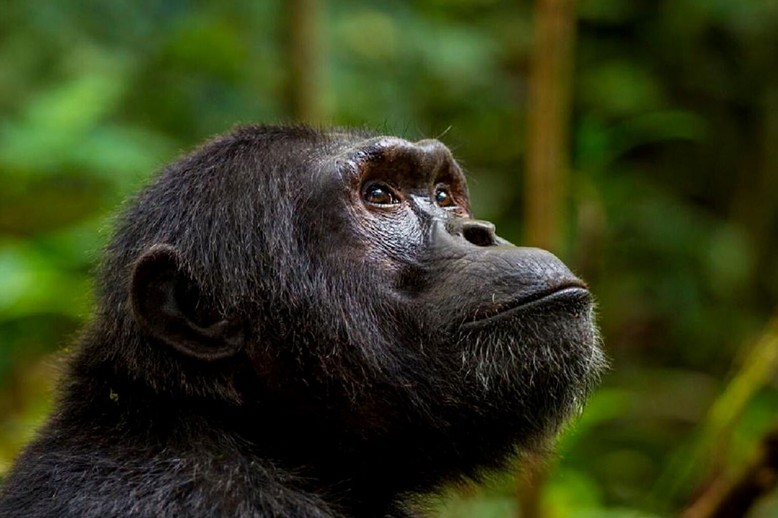 7 Days Uganda chimpanzee and wildlife safari | Uganda Safari
